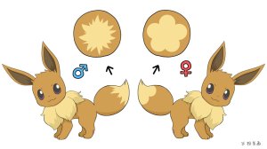 Tail pattern differences between female Eevee and male Eevee in Pokémon ...
