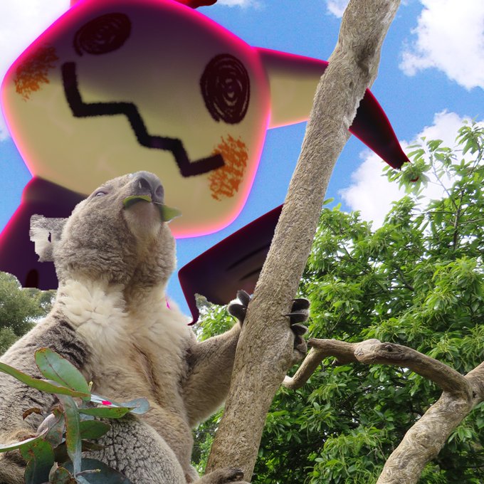 Koalas – Pokémon Blog